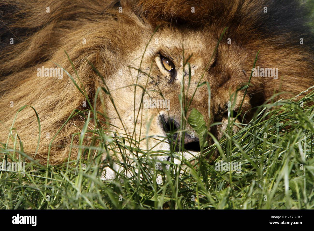 Lion taking break hi-res stock photography and images - Alamy