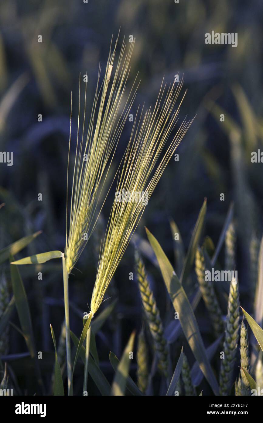 Barley ferry hi-res stock photography and images - Alamy