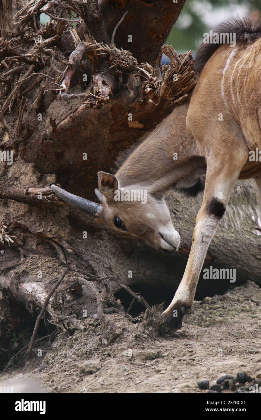 Africa grassland root hi-res stock photography and images - Alamy