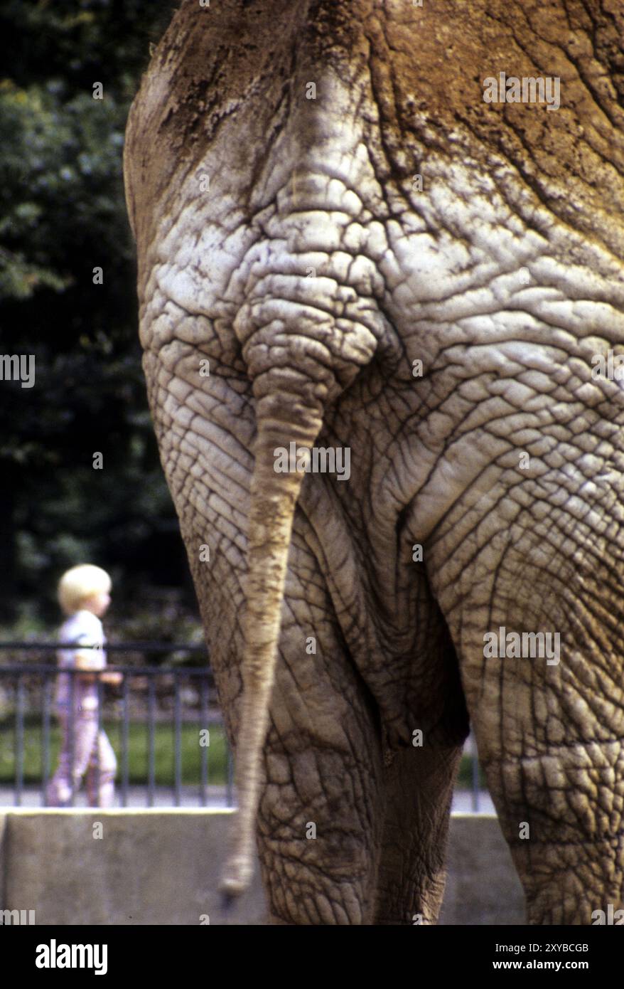 Wrinkled back hi-res stock photography and images - Alamy