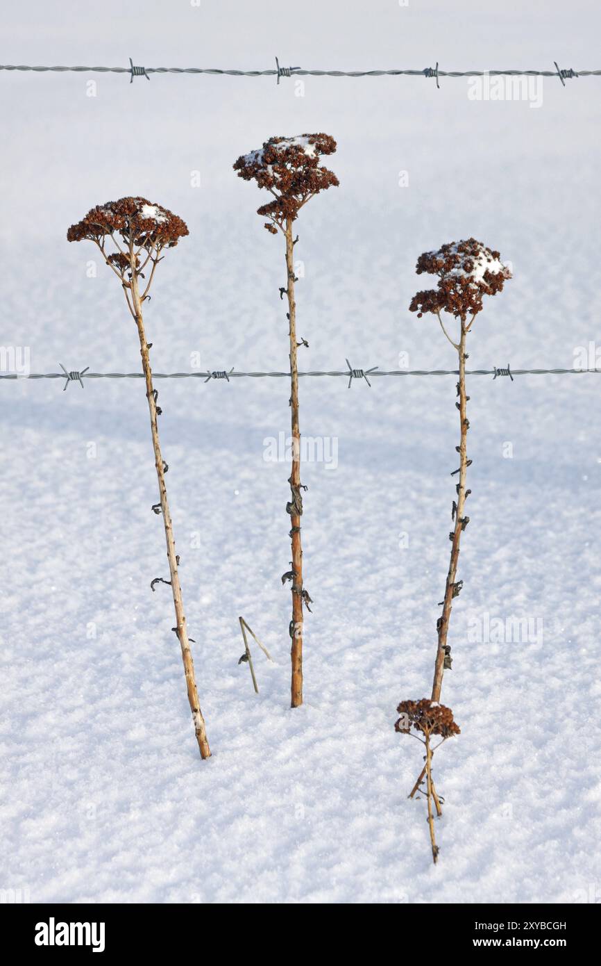 Safeguard plants hi-res stock photography and images - Alamy