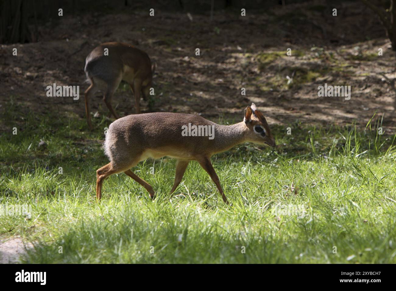 Pygmy antelopes hi-res stock photography and images - Alamy