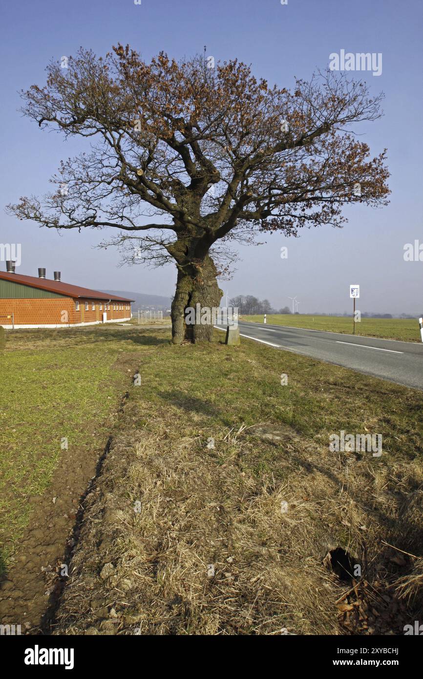 Boundary oak tree in hi-res stock photography and images - Alamy