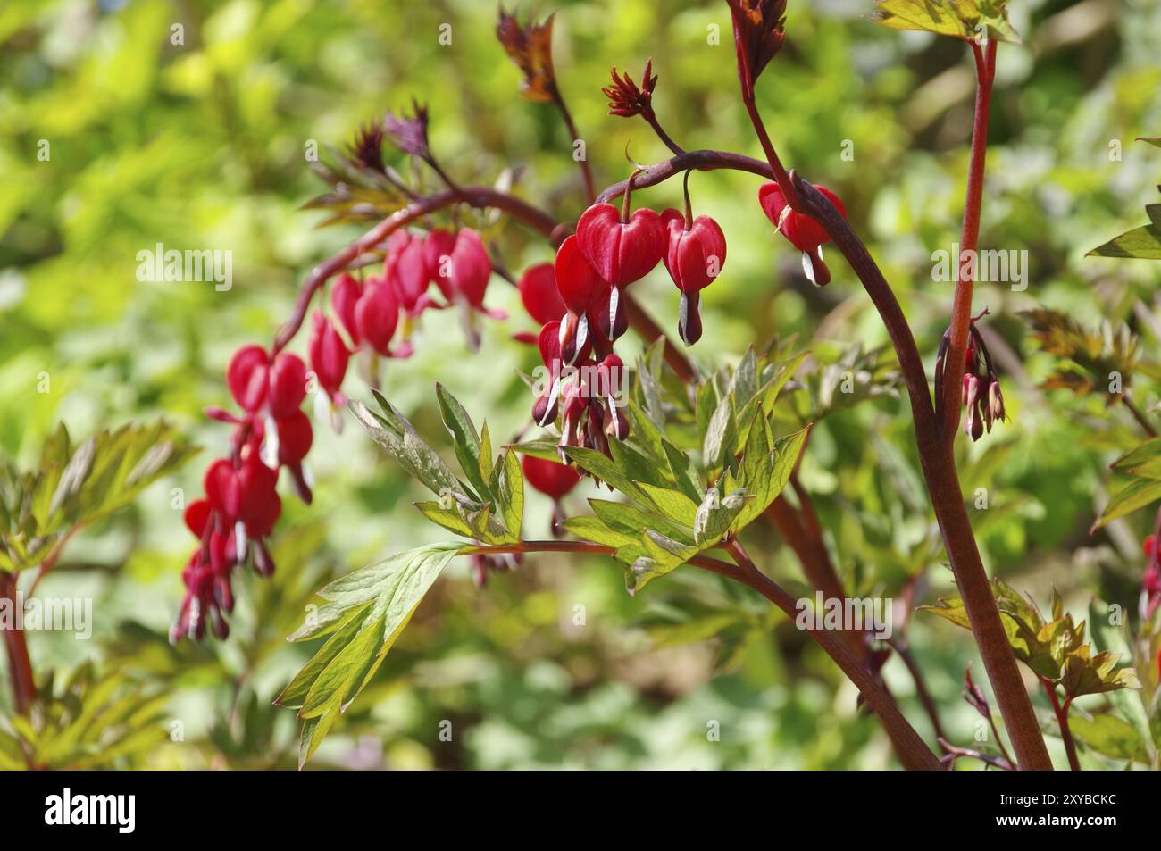 Weeping heart, bleeding heart 03 Stock Photo - Alamy