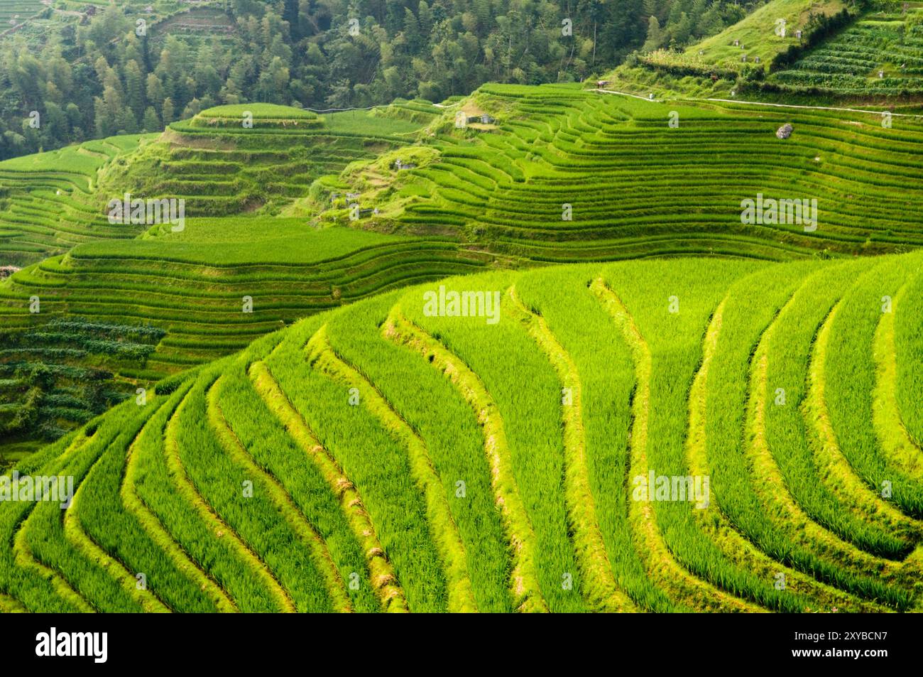 The amazing rice terraces of LongJi in Guangxi, China Stock Photo - Alamy
