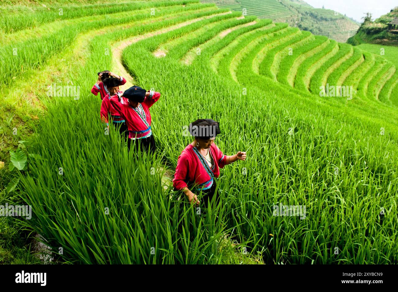 'Long hair' Yao women at the Longsheng Rice Terraces, also called the ...
