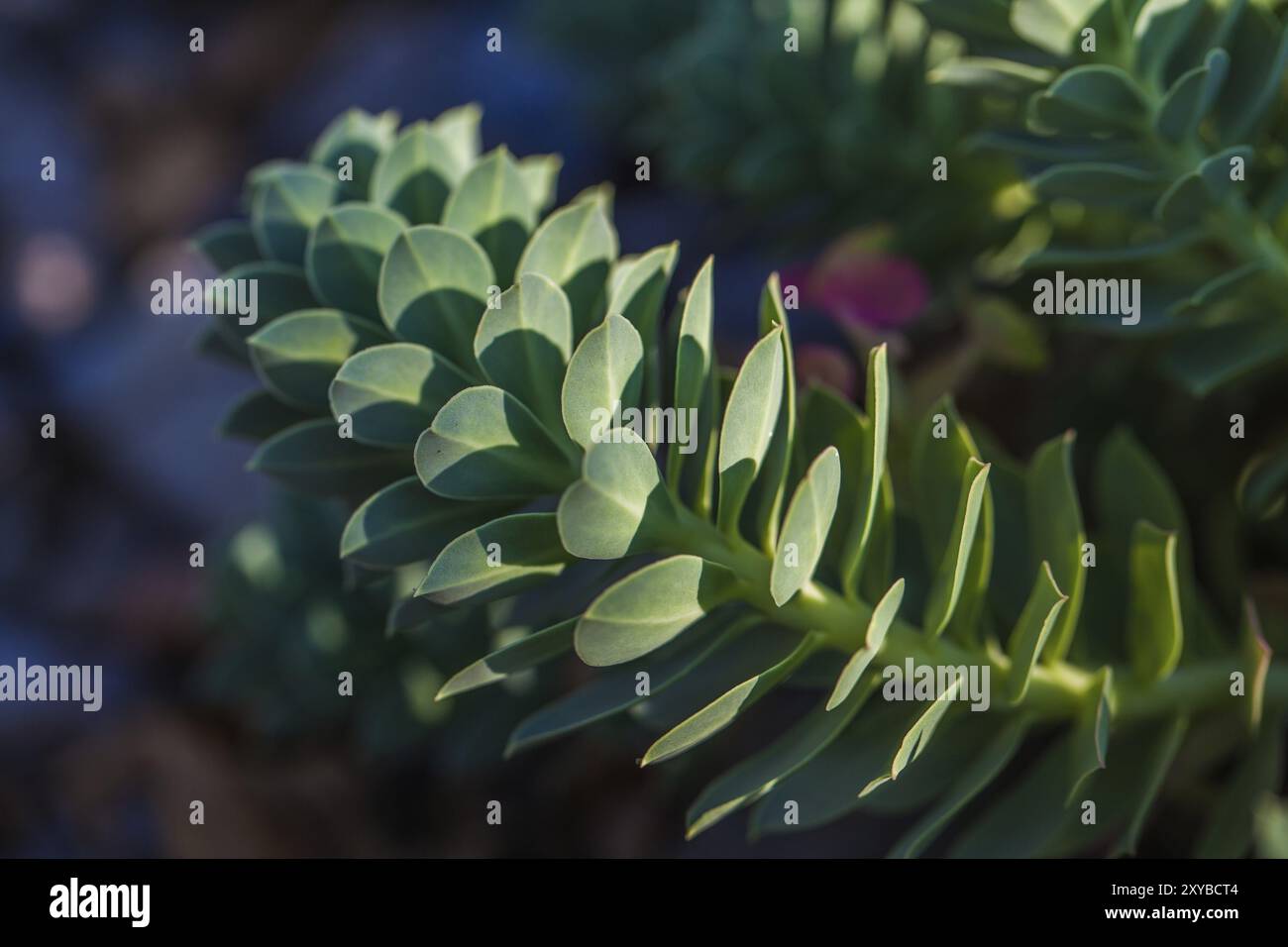 Plants with pointed leaves hi-res stock photography and images - Alamy