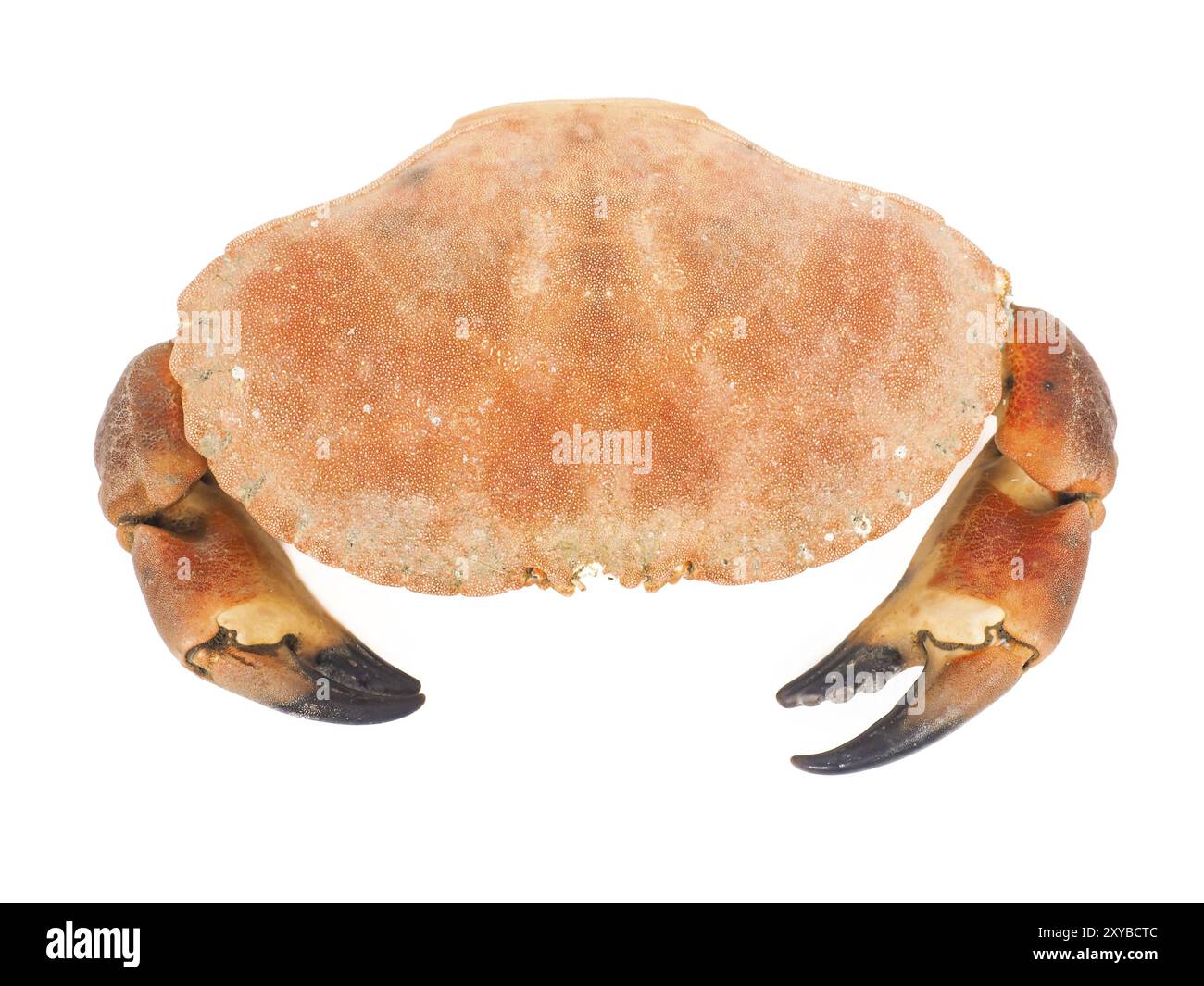 Boiled orange color crab with claws isolated on white background Stock ...