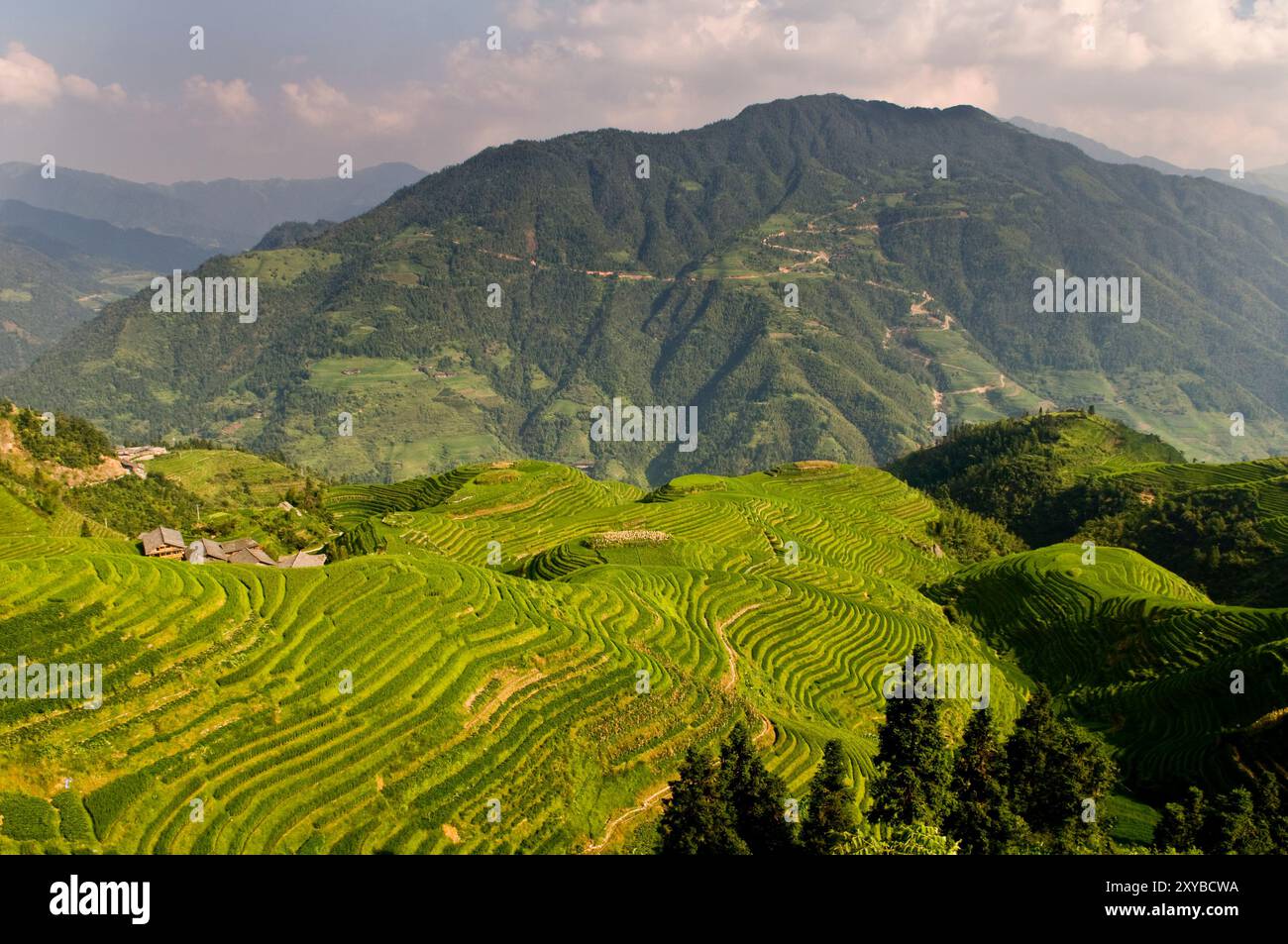 The amazing rice terraces of LongJi in Guangxi, China Stock Photo - Alamy