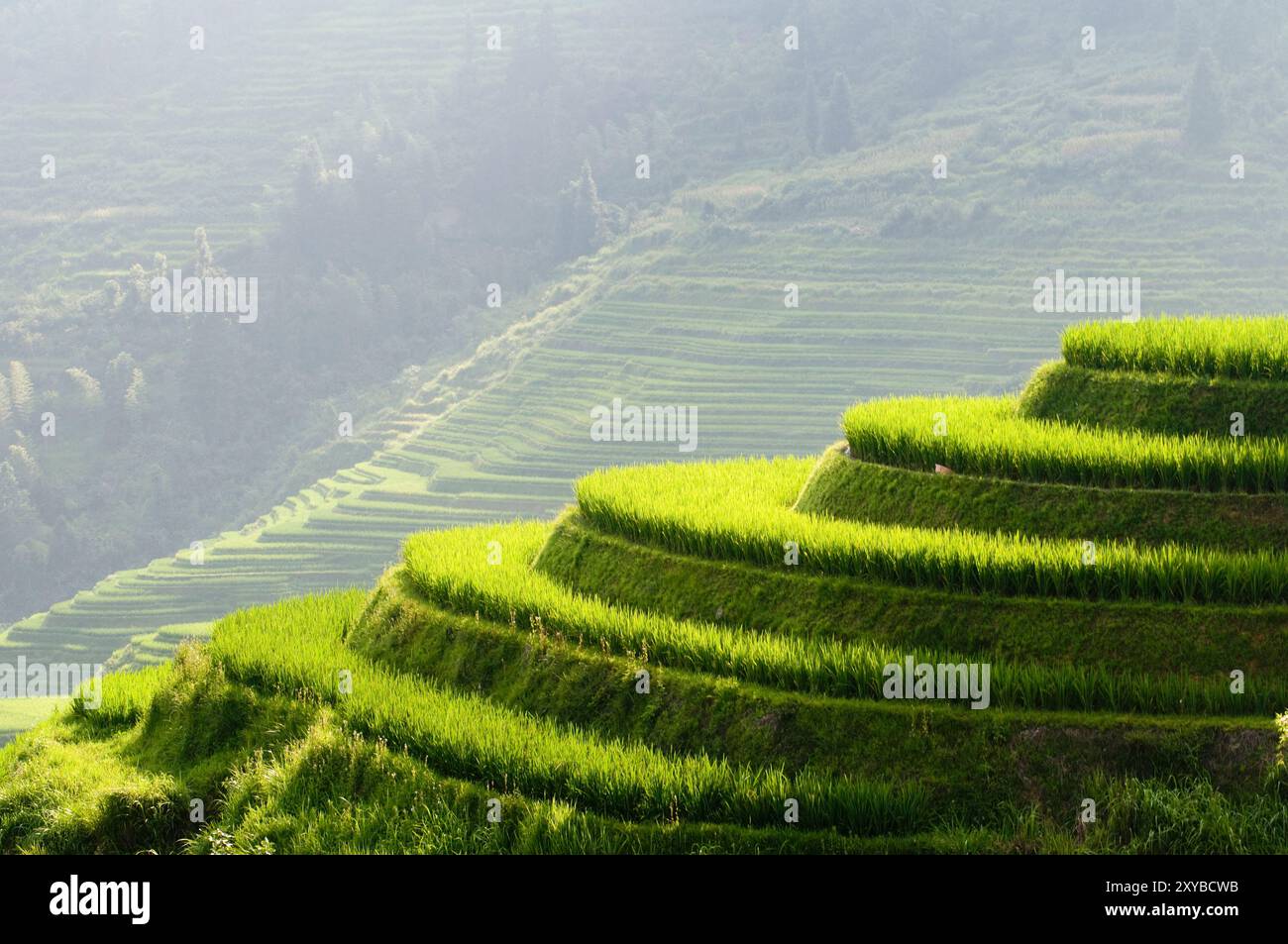 The amazing rice terraces of LongJi in Guangxi, China Stock Photo - Alamy