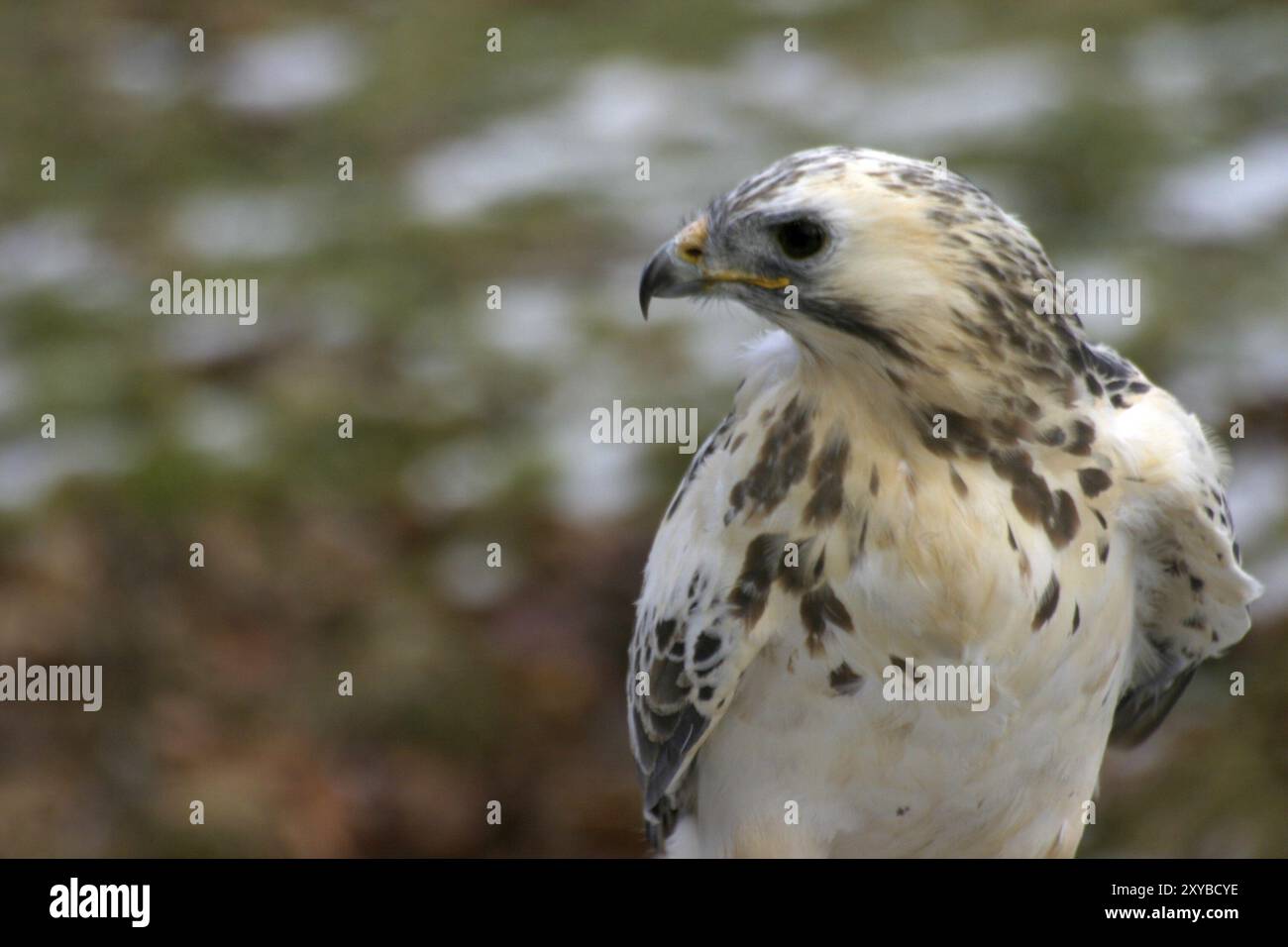 Westernsteppe buzzards hi-res stock photography and images - Alamy