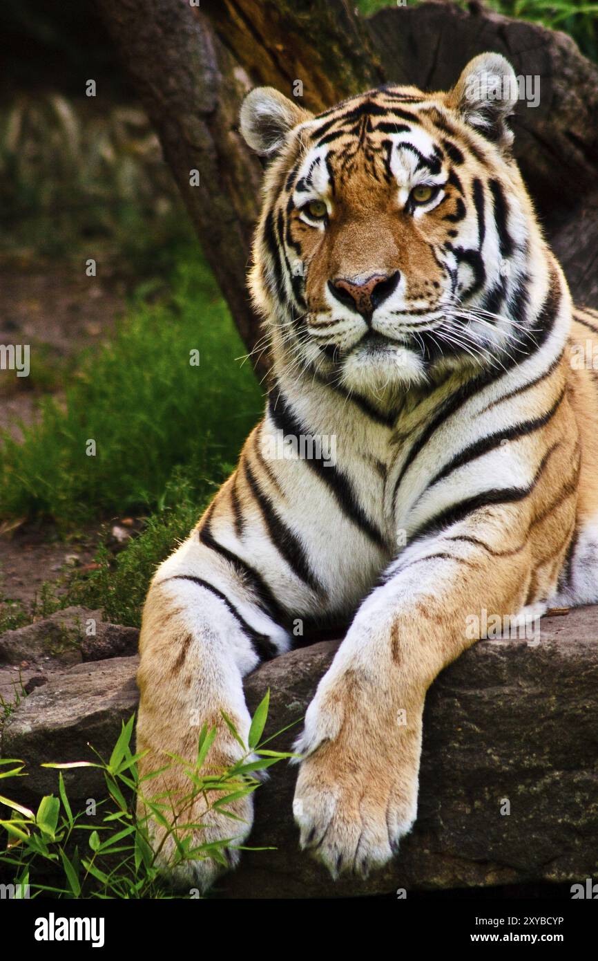 Siberian tigers, Amur tigers, the largest and strongest big cats in the ...