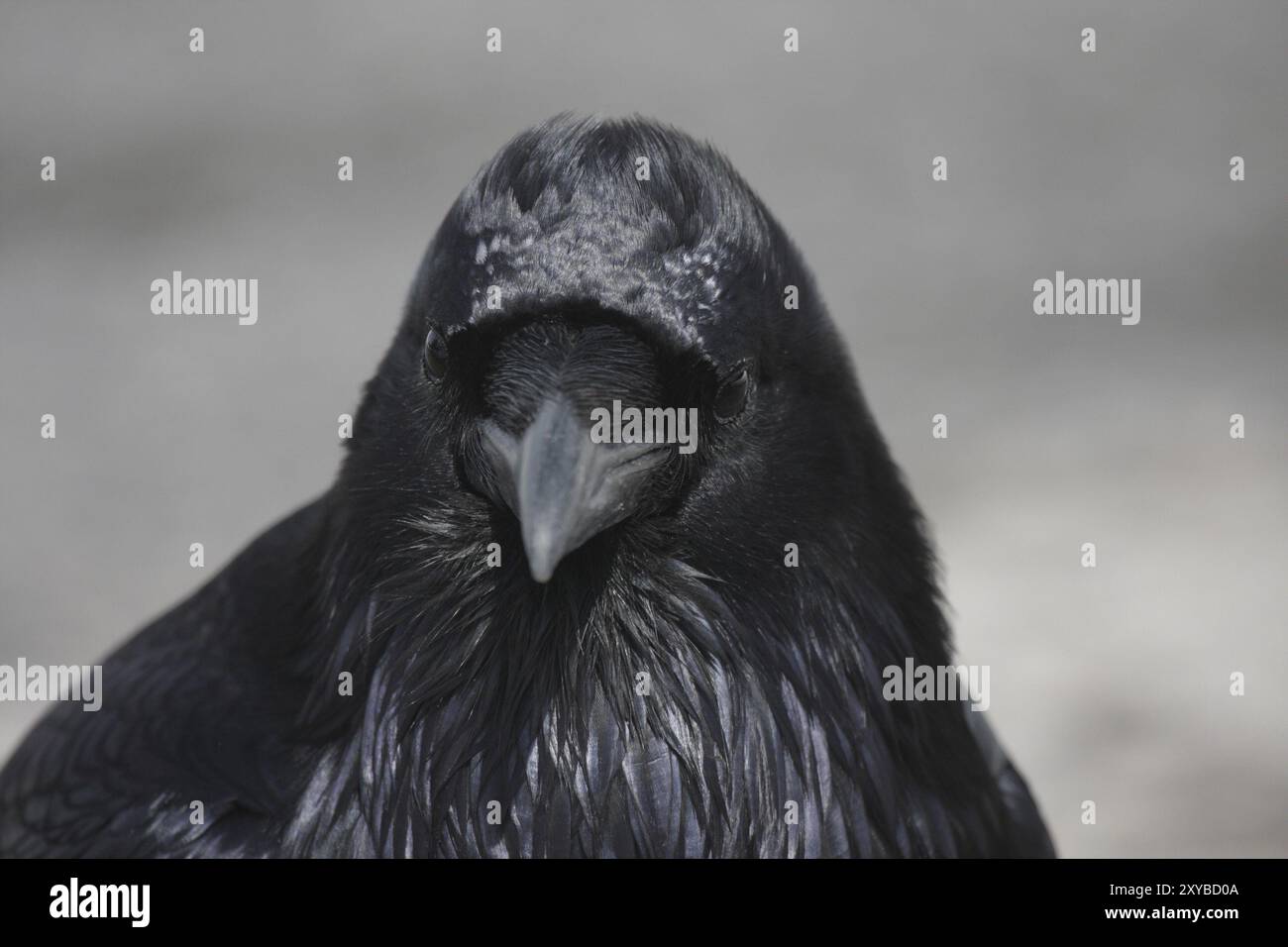 Canadian ravens hi-res stock photography and images - Alamy