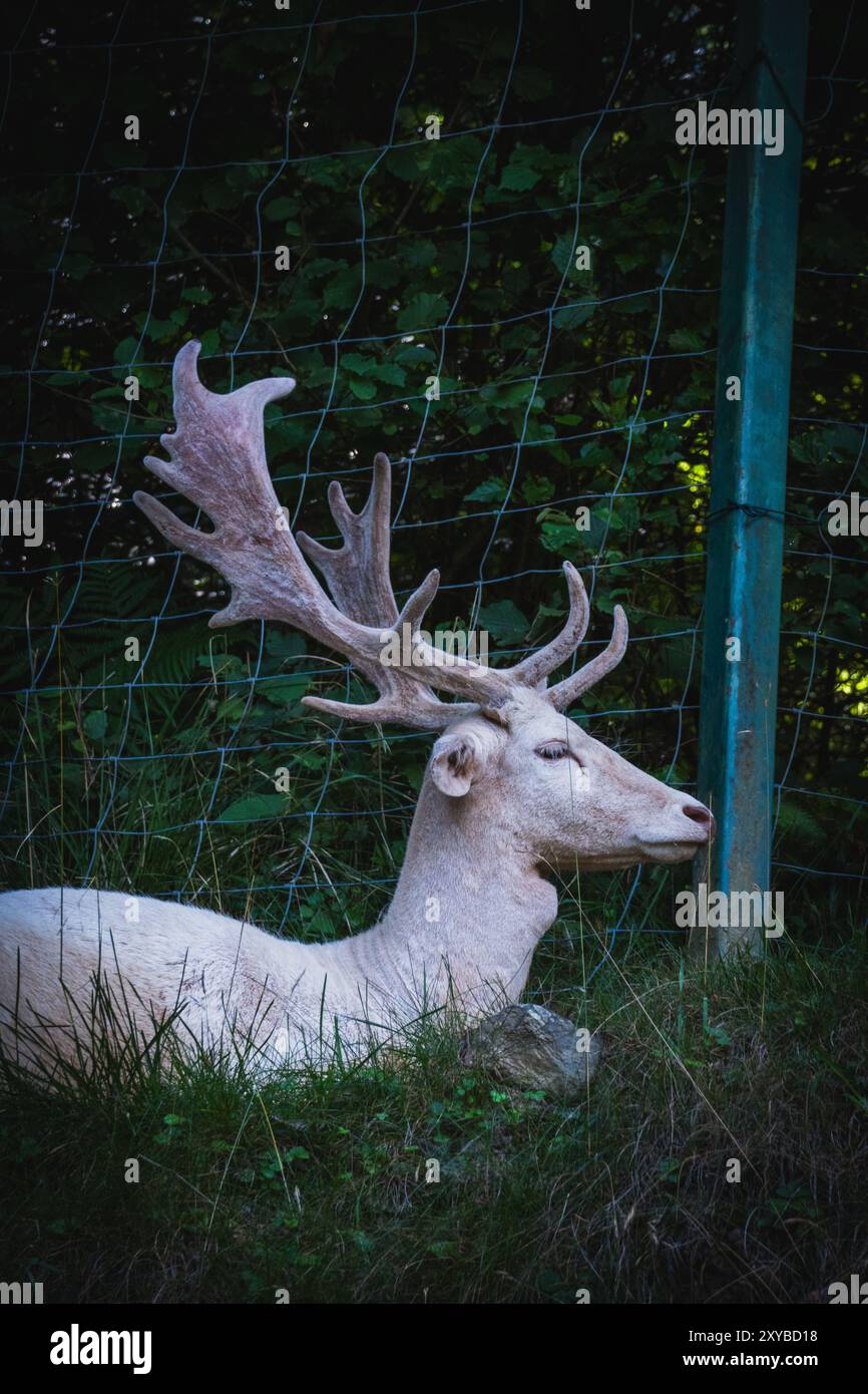 Albino animal hi-res stock photography and images - Alamy