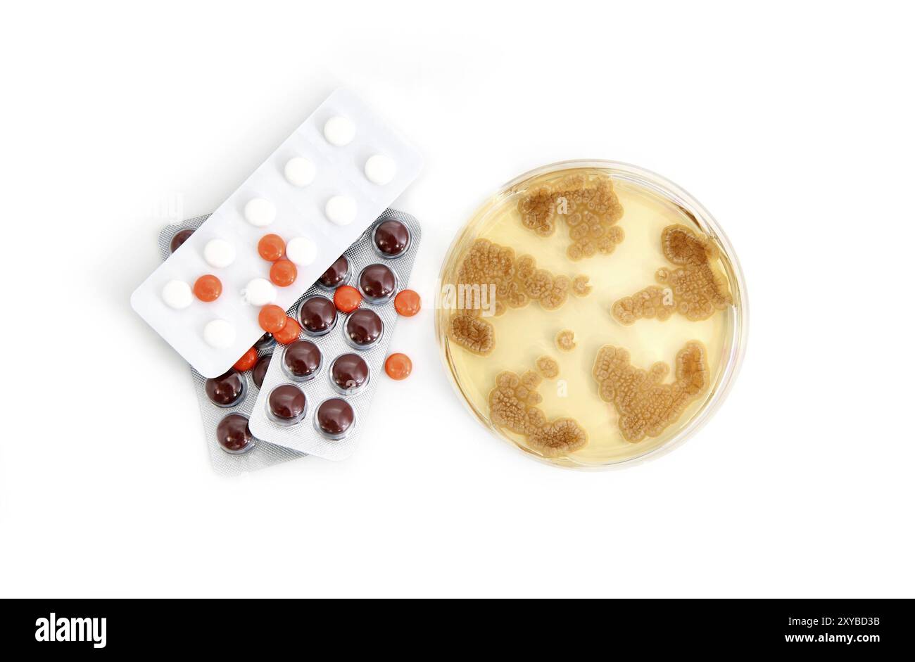 Penicillum fungi on agar plate that produce penicillin antibiotic Stock ...
