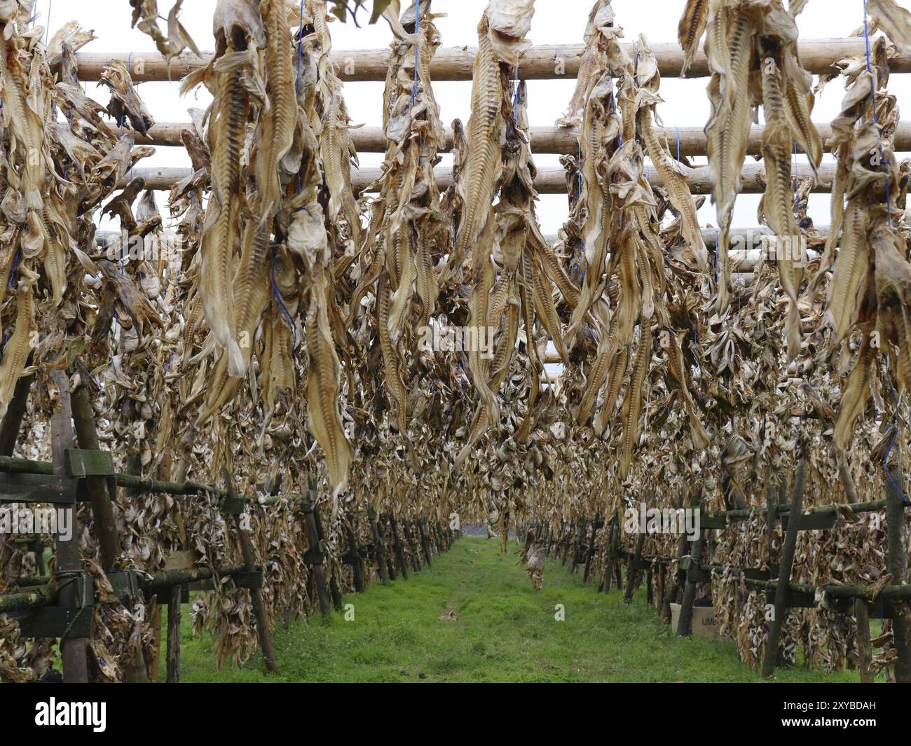 Racks drying north atlantic hi-res stock photography and images - Alamy