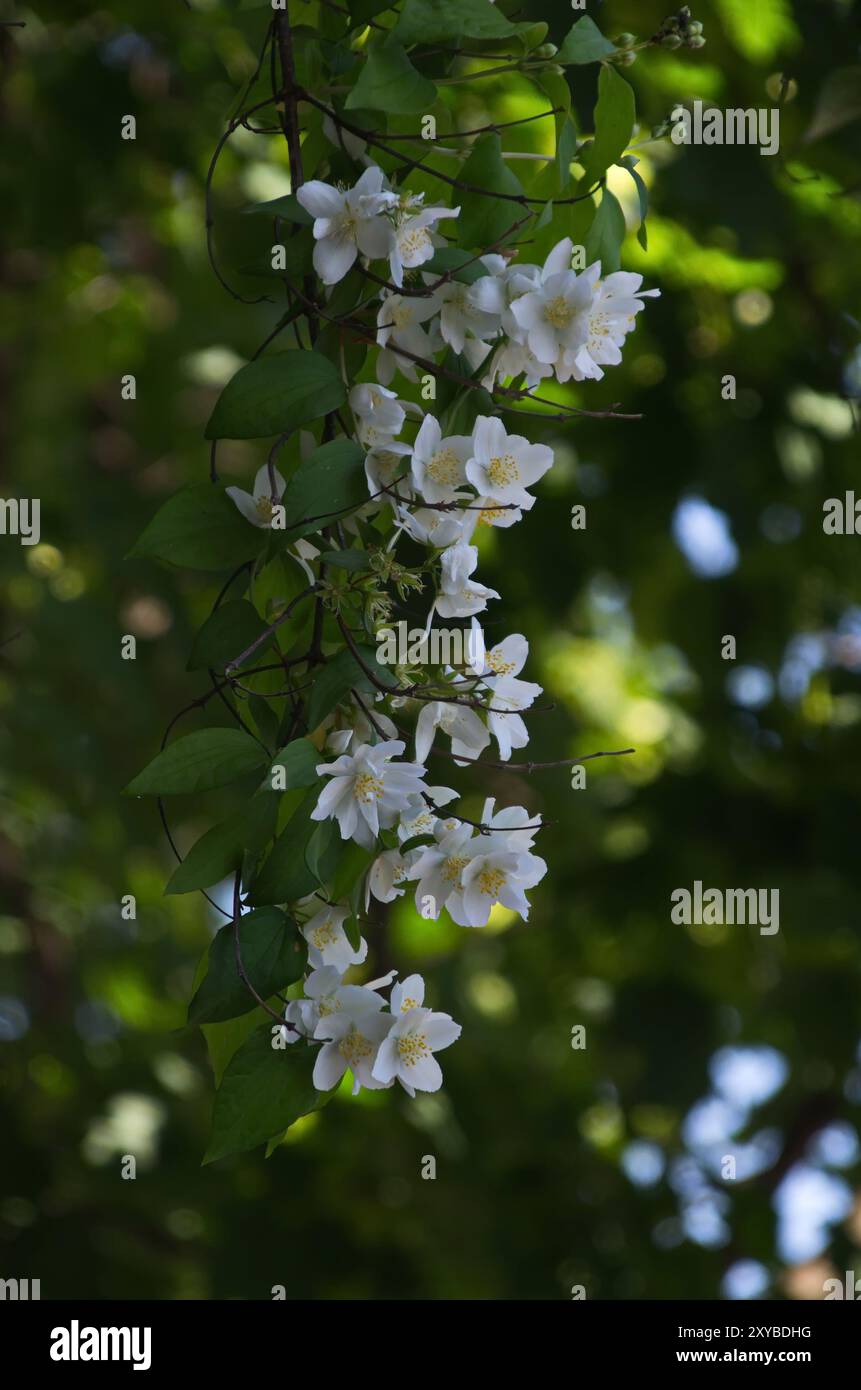 Jasmine flower green leaves hi-res stock photography and images - Alamy