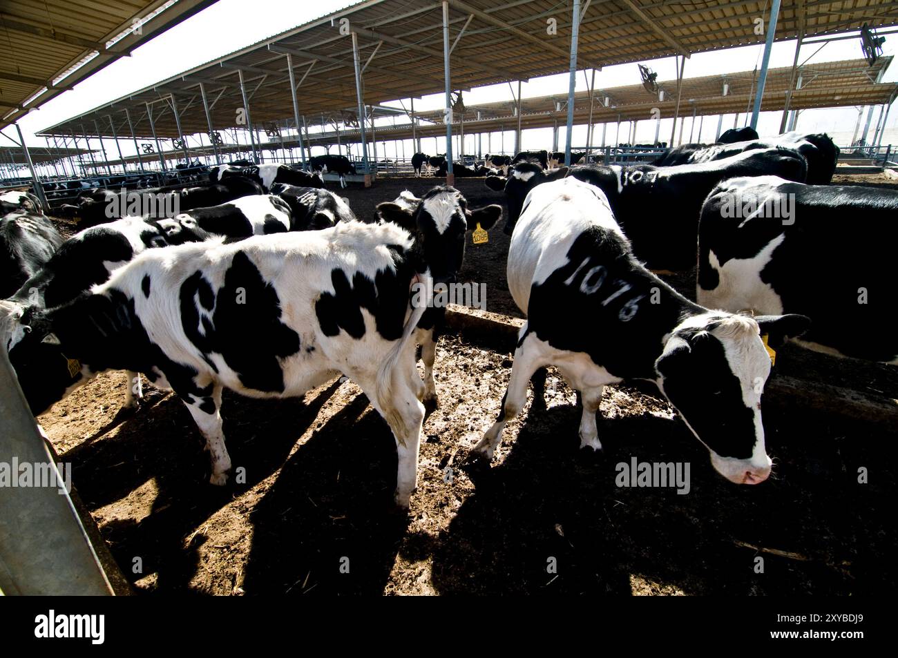 Cute cows in a dairy farm on an Israeli Kibbutz Stock Photo - Alamy