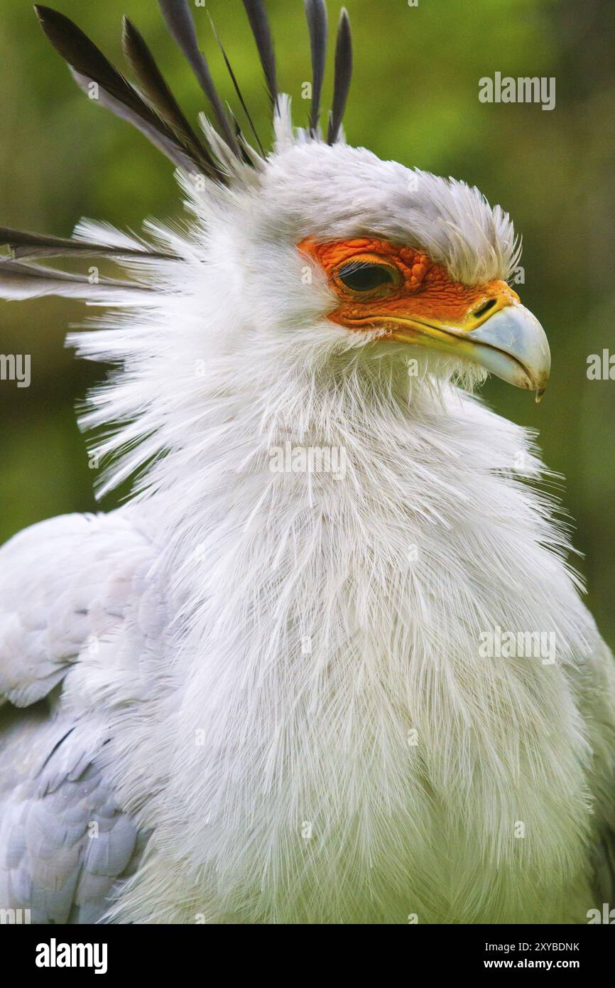 Secretary bird (Sagittarius serpentarius), secretary in Namibia Stock ...