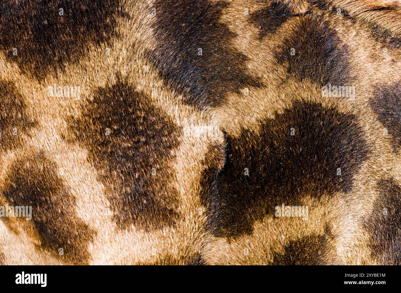 Animal skin patterns hi-res stock photography and images - Alamy
