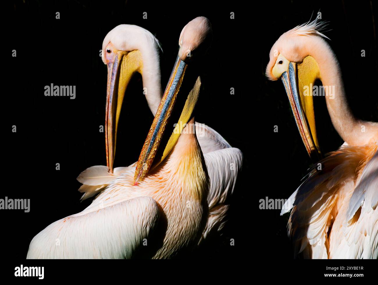 Great White Pelicans at the Biblican zoo in Jerusalem, Israel Stock ...