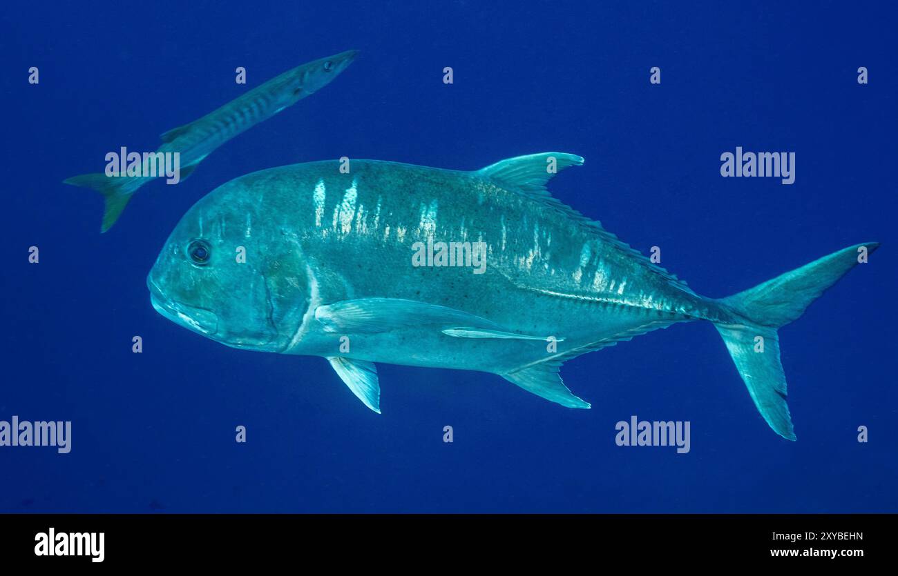 Giant trevally, Caranx ignobilis, Raja Ampat Indonesia Stock Photo - Alamy