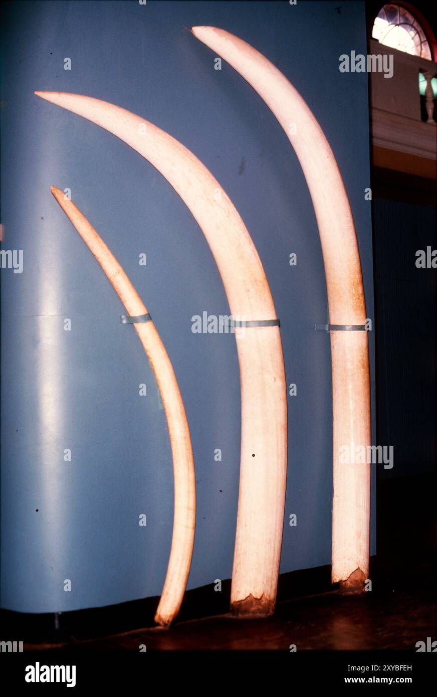 Big elephant tusks on display at Nairobi National Museum, Nairobi ...
