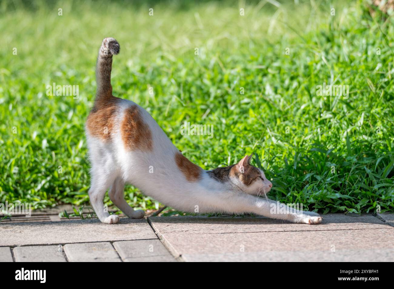 Cat stretches hi-res stock photography and images - Alamy