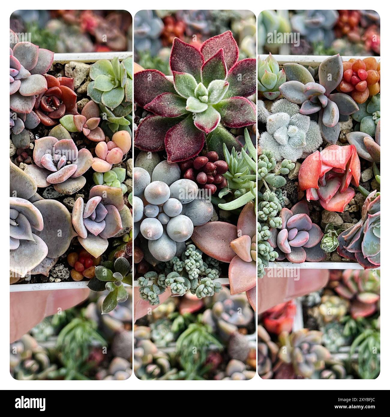 Nature collage hi-res stock photography and images - Alamy