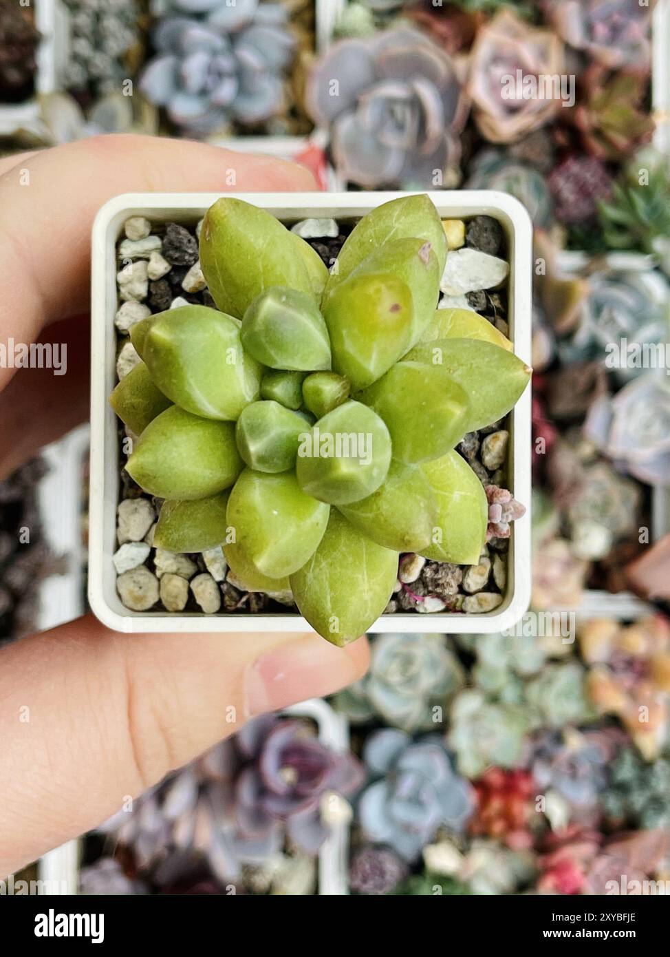 Sedum compactum hi-res stock photography and images - Alamy