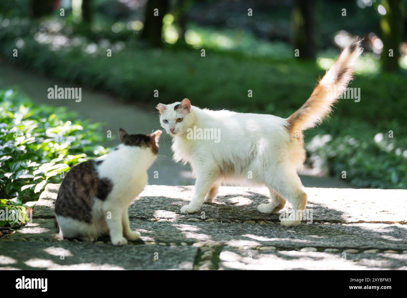 Outdoors, two cats staring at each other Stock Photo - Alamy
