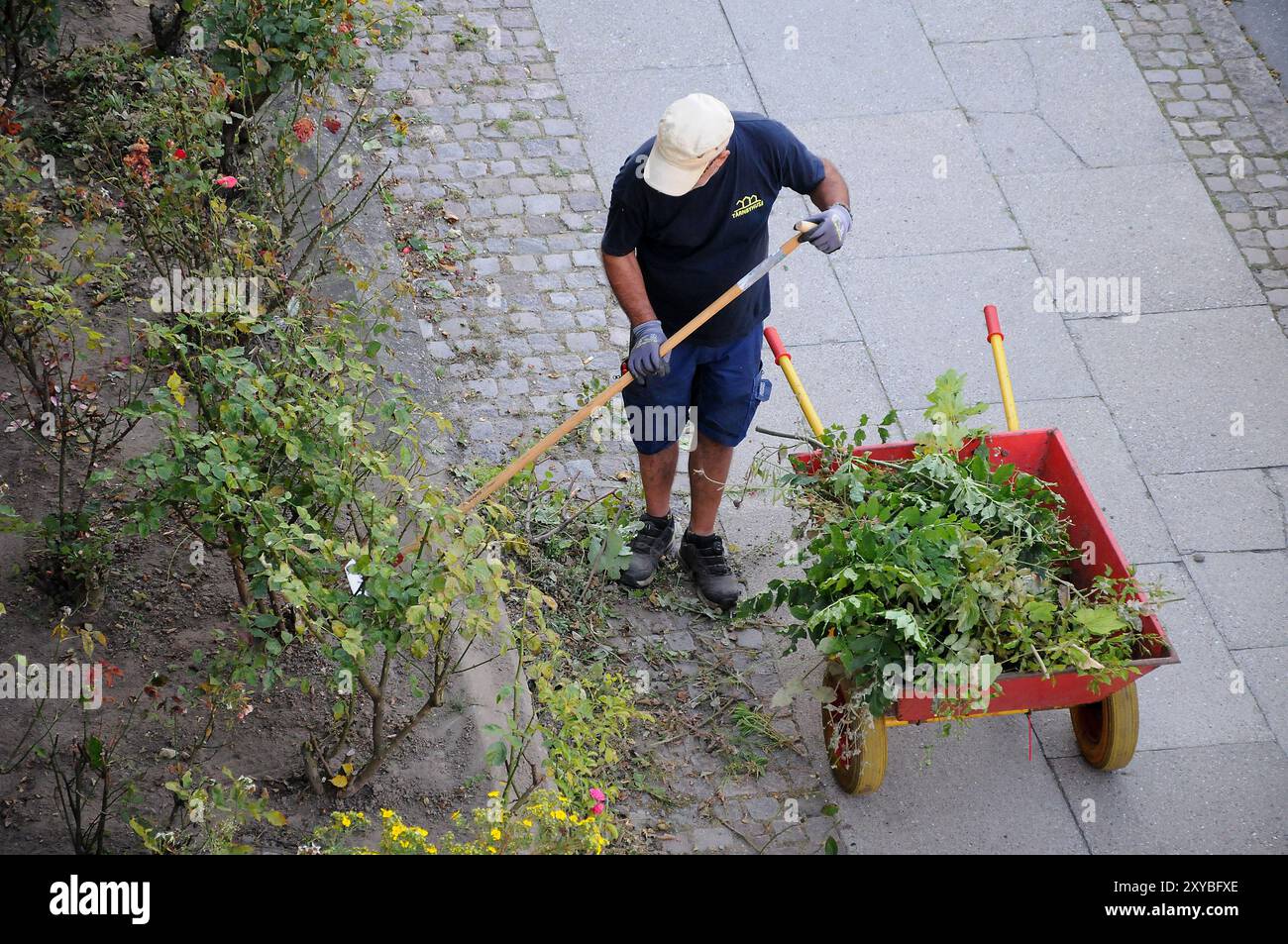 Kastrup/Copenhagen/ Denmark/29 August 2024/.Gardner lear unwated bushes ...
