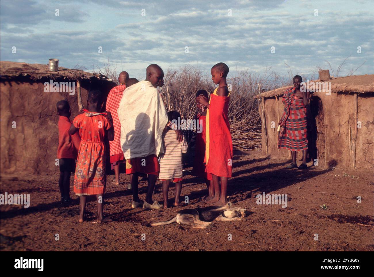 Masai people on their manyatta where the high thorn bush fence is built ...