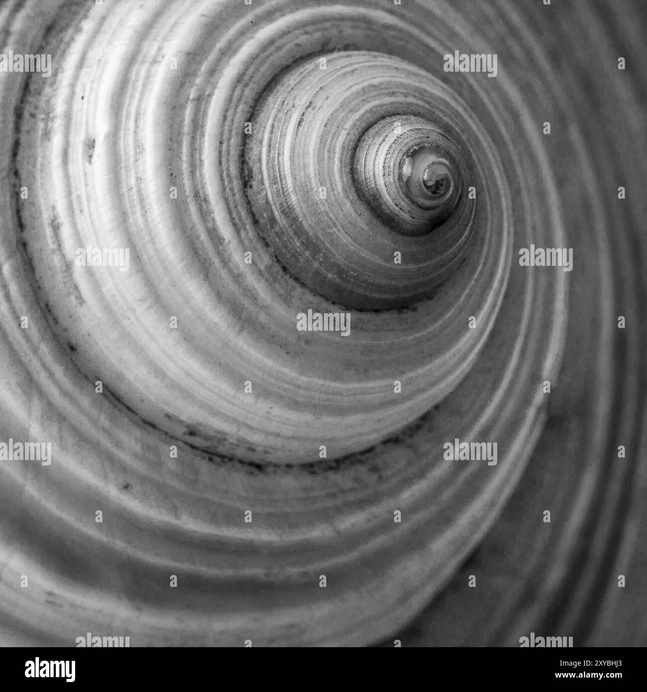 An abstract close up photo of a sea shell on a white background in ... An abstract close up photo of a sea shell on a white background in ...