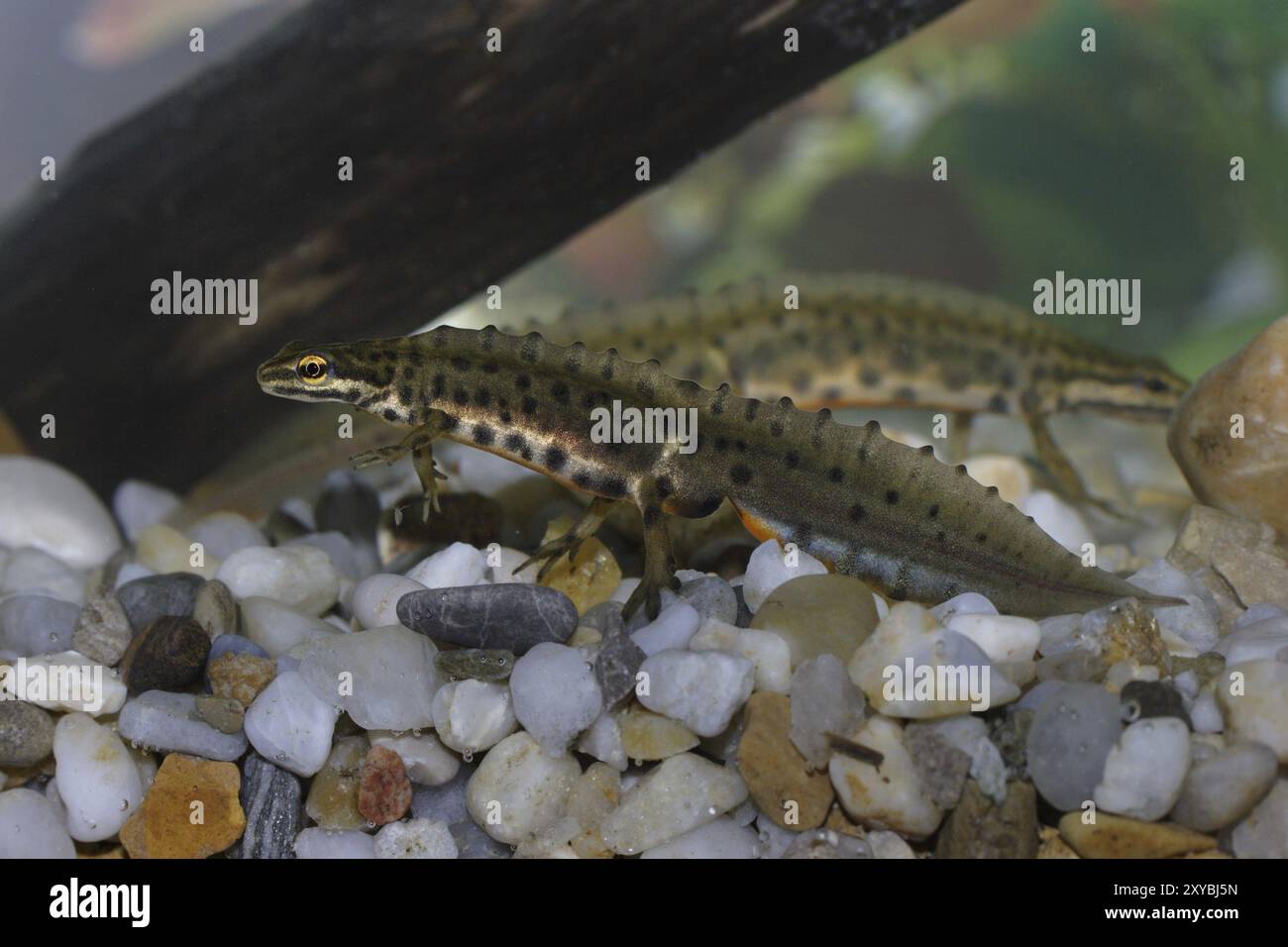 Pond newt, male, Lissotriton vulgaris, Syn.: Triturus vulgaris, smooth ...