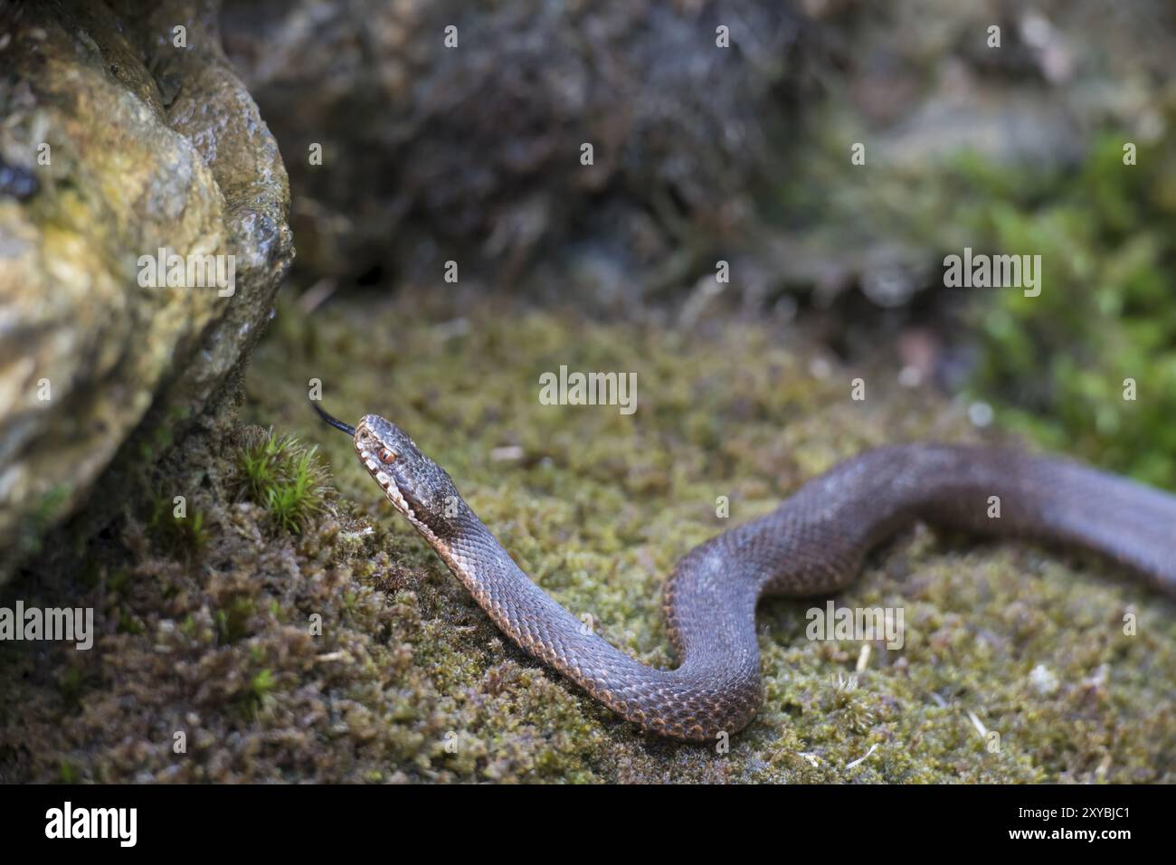Adder, Vipera berus, common European adder Stock Photo - Alamy