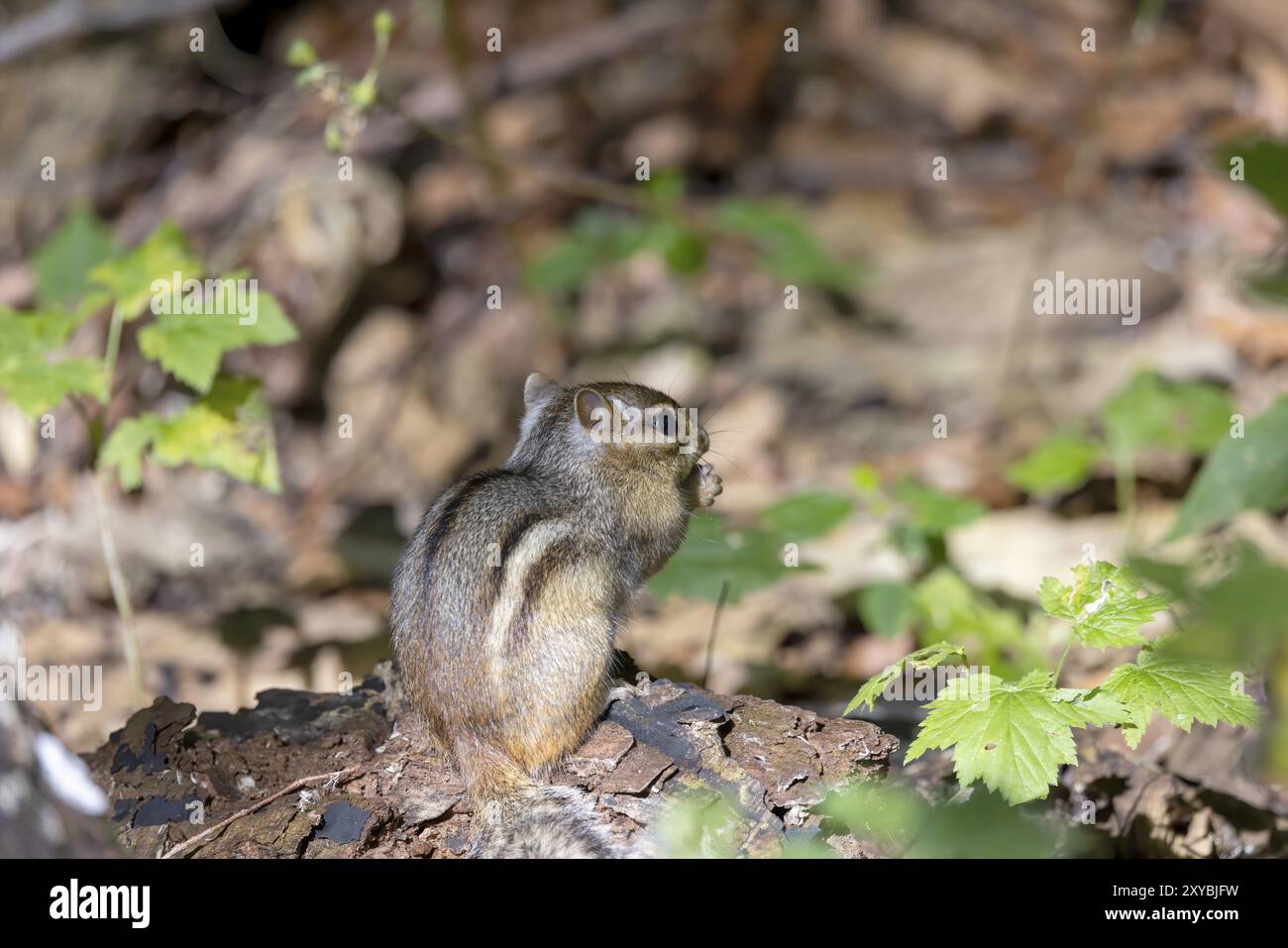The eastern chipmunk is rodent species living in eastern North America ...