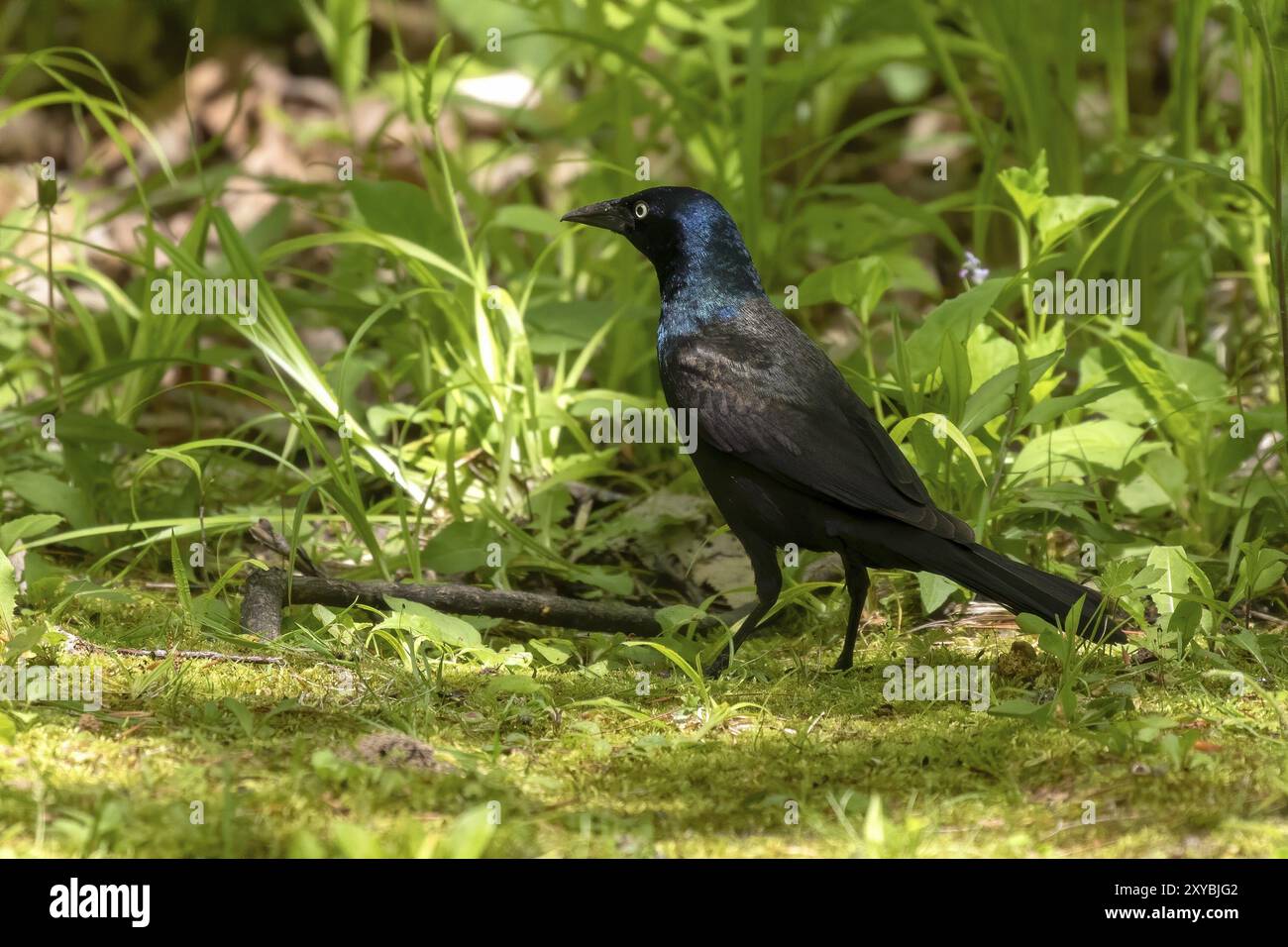 Natural scene from Wisconsin state park Stock Photo - Alamy