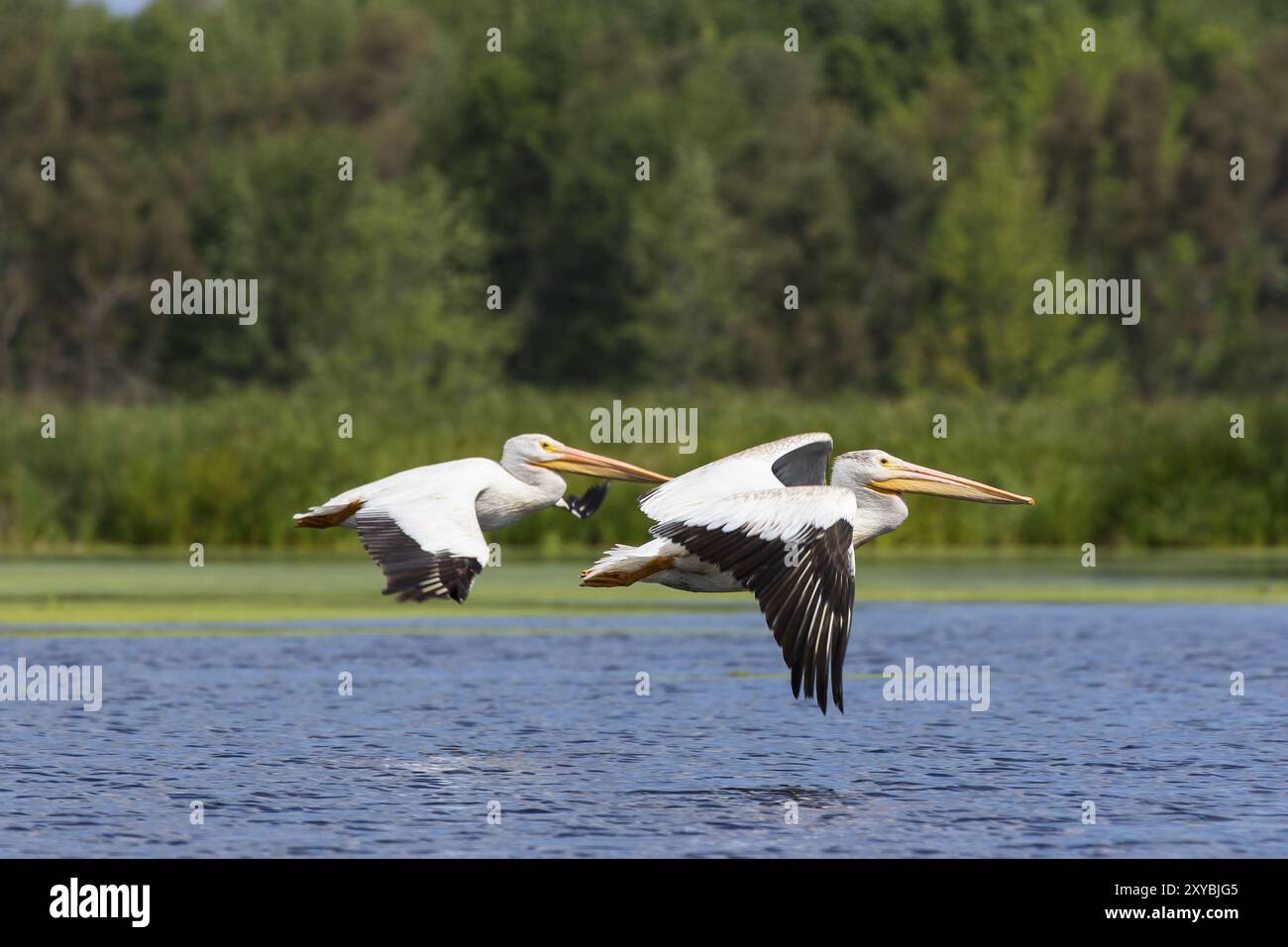 Nature scene from Wisconsin Stock Photo - Alamy