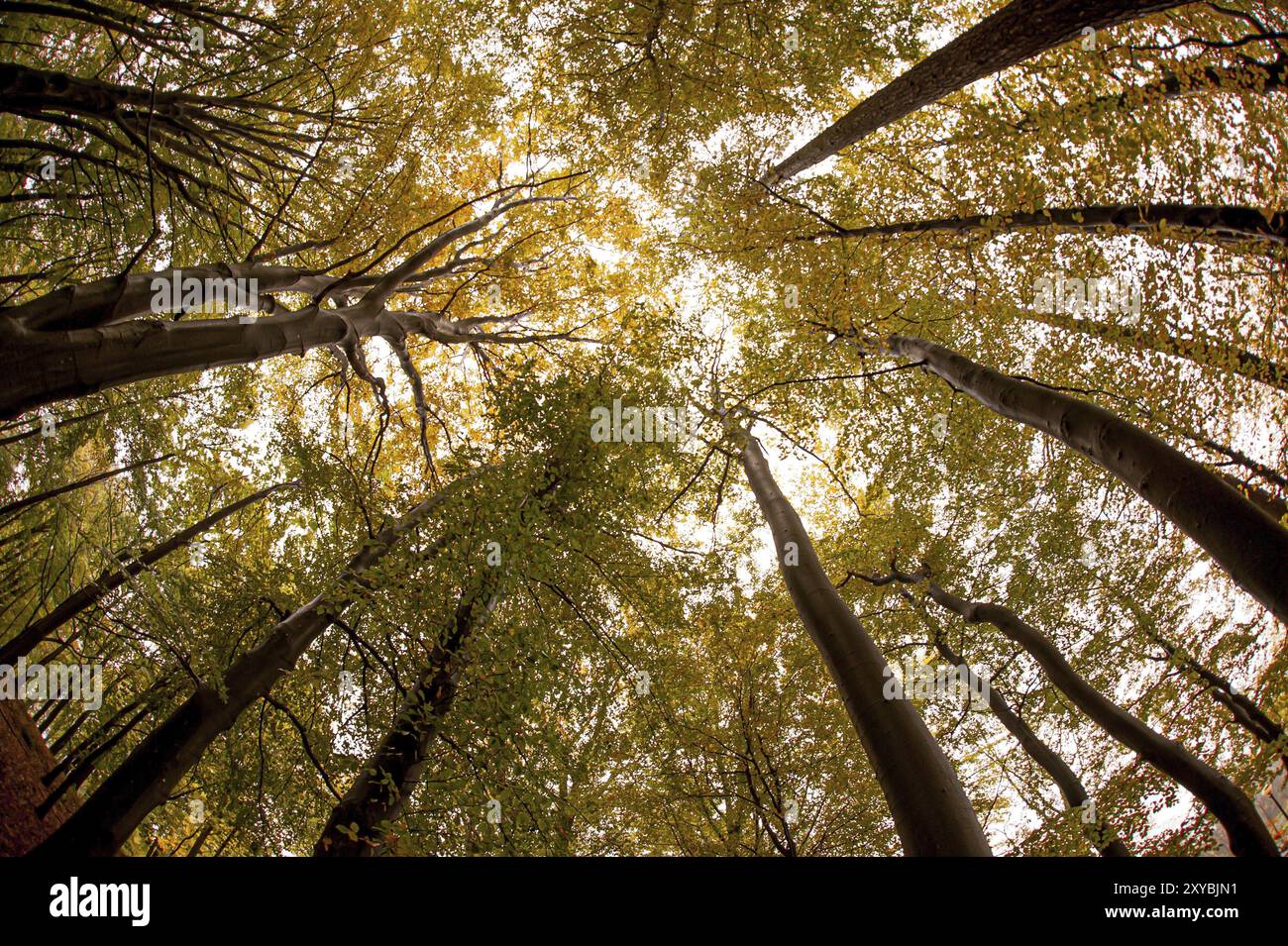 Fisheye view of tree tops seen from the forest floor Stock Photo - Alamy