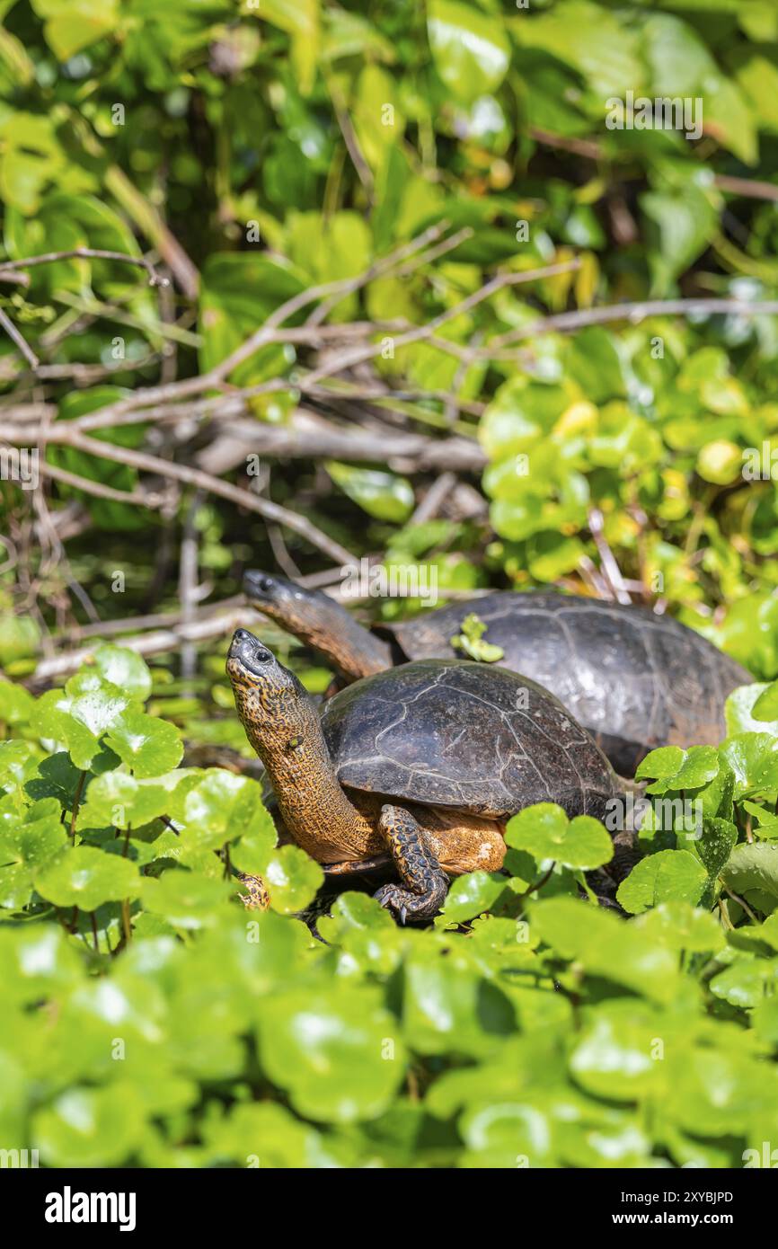 American tortoise (Rhinoclemmys funerea) among aquatic plants ...