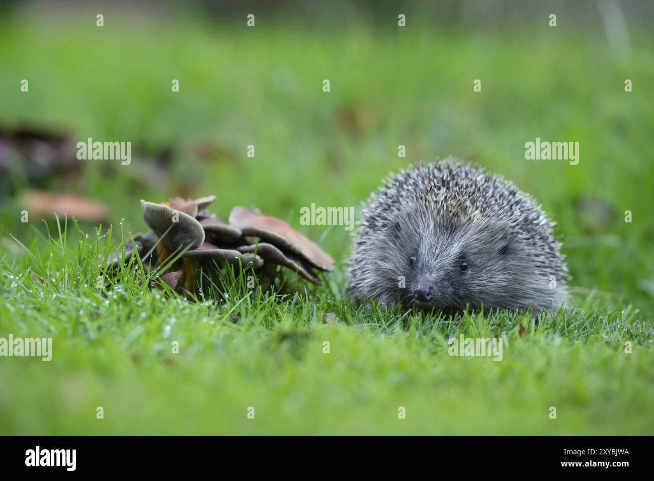 European hedgehog (Erinaceus europaeus) adult animal standing next to ...