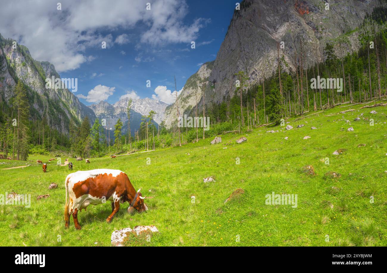 Alpine meadow with cows and rustic houses in Berchtesgaden National ...