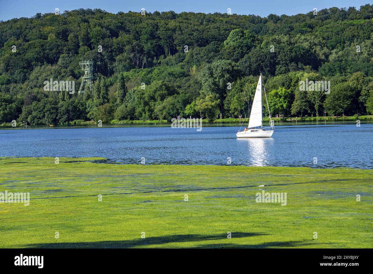 Waterweed, Elodea, an invasive species, green carpet of plants on Lake ...
