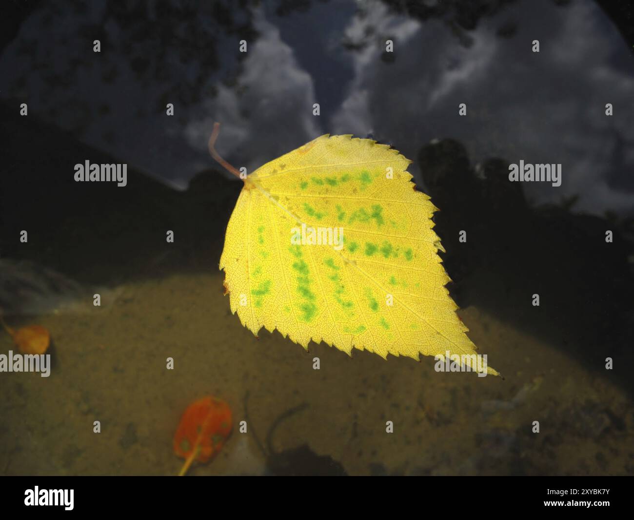 Autumn leaf of birch tree floating in water Stock Photo - Alamy