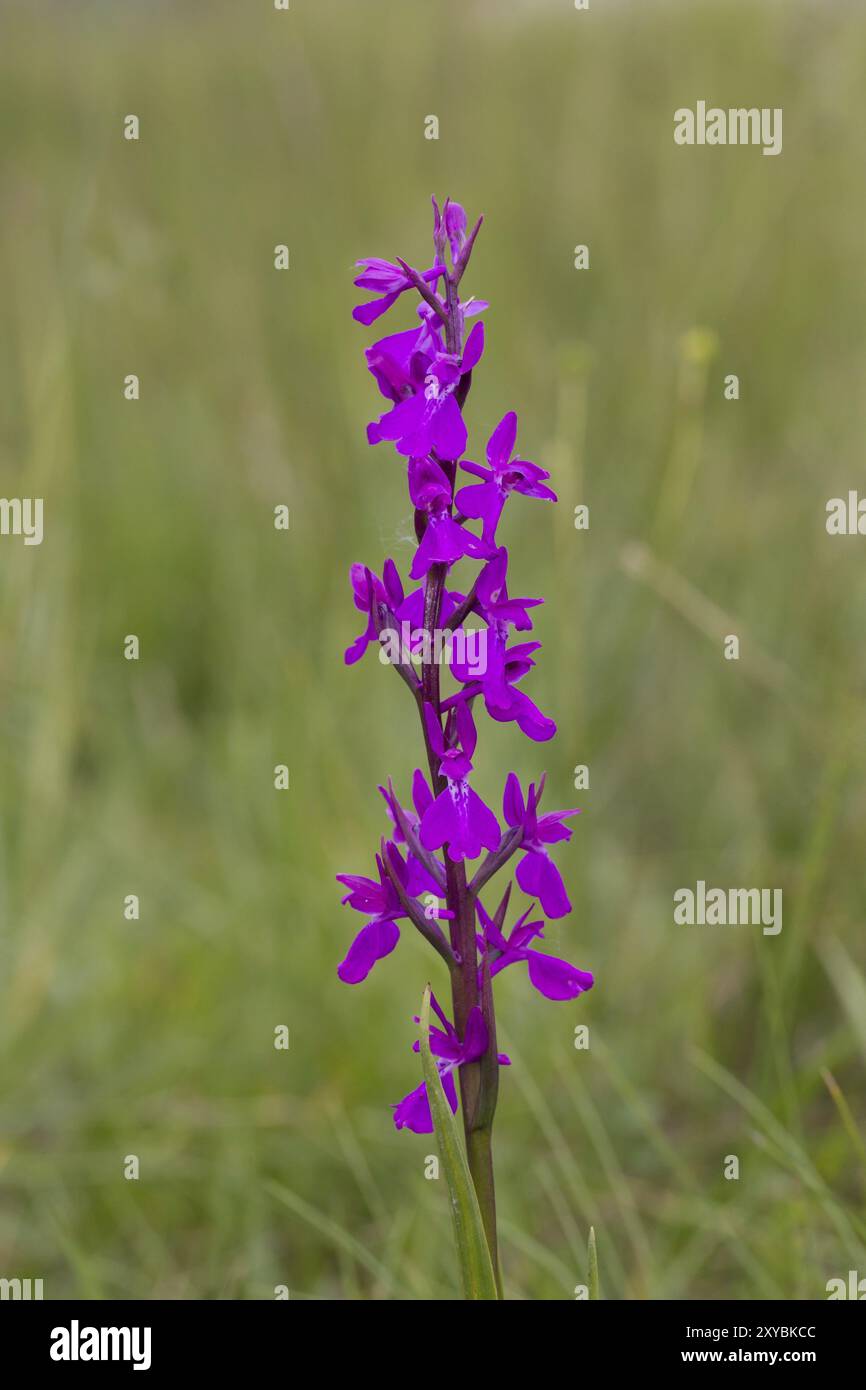 Marsh orchid, Orchis palustris, Marsh orchid Stock Photo - Alamy