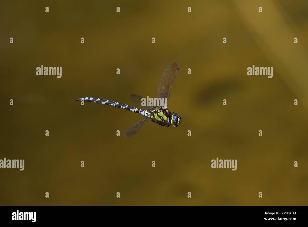 Southern Hawker, Aeshna cyanea, southern hawker Stock Photo - Alamy