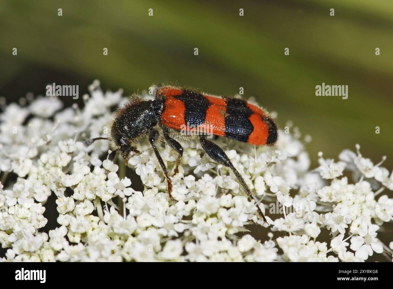 Bienenwolf, Trichodes apiarius, beetle Stock Photo - Alamy