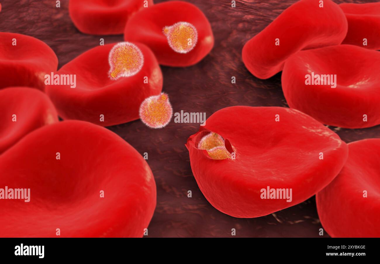 Malaria parasites plasmodium hi-res stock photography and images - Alamy