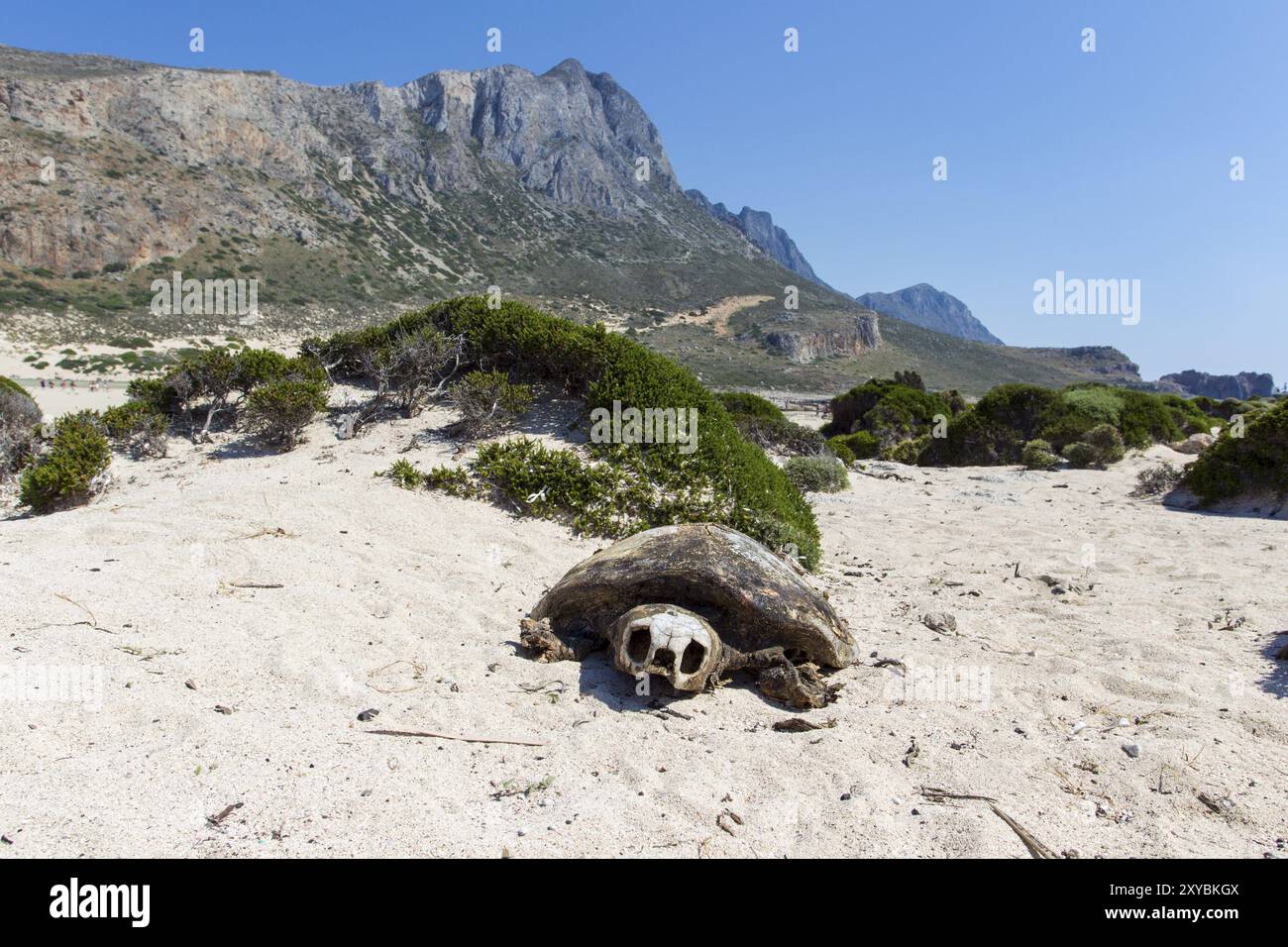 Dead turtle, death turtle Stock Photo - Alamy